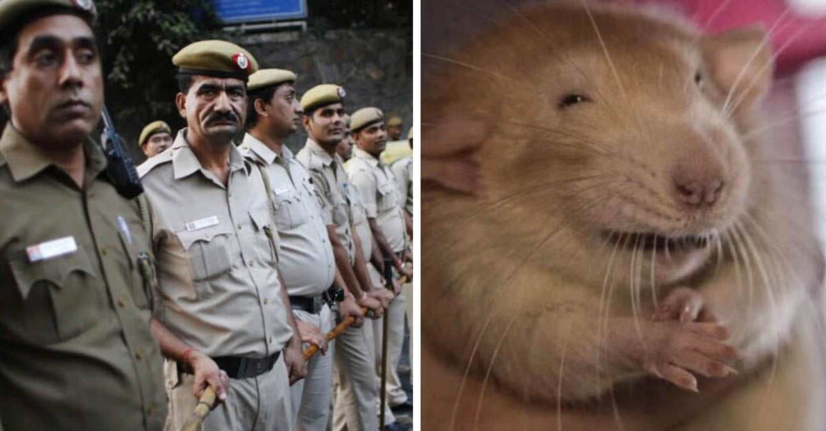 Indian police blame rats for disappearance of more than 500 kilos of ...