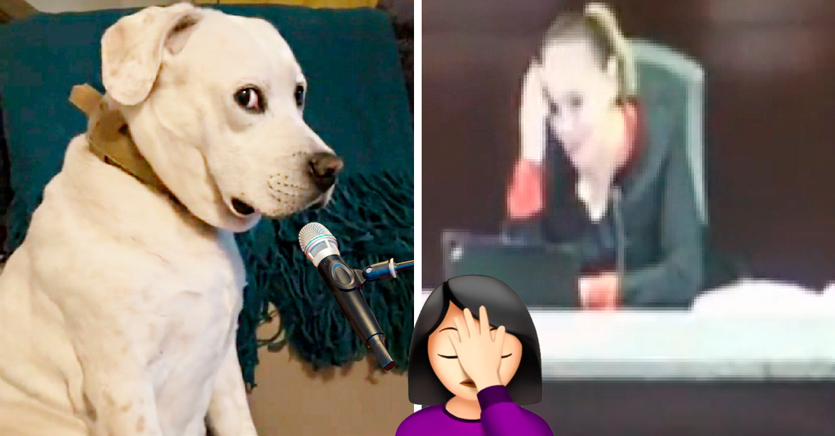 Perro fue llamado como testigo en un caso de narcomenudeo Perro fue llamado como testigo en un caso de narcomenudeo
