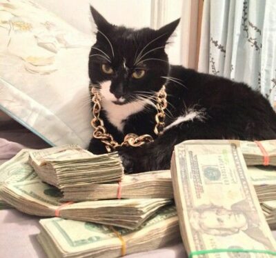 Descubrió que el ladrón de su dinero era un gatito