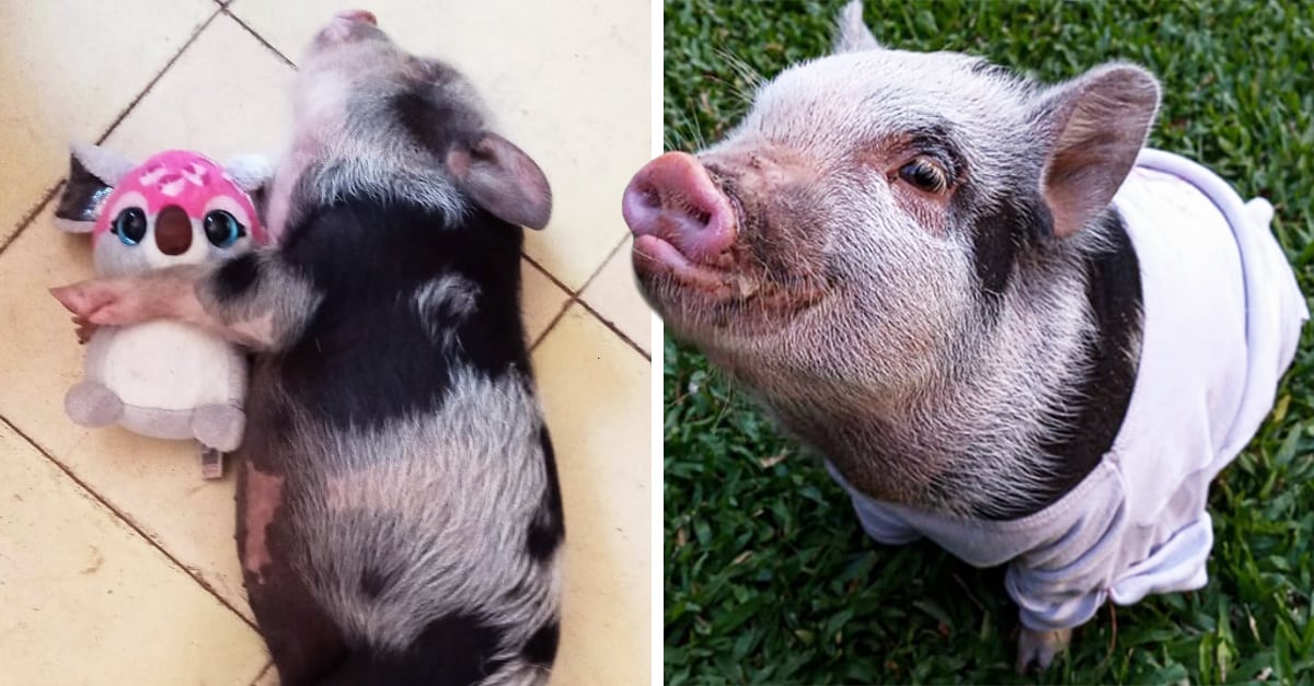 Hombre adopta cerdita como mascota pero termina comiéndosela