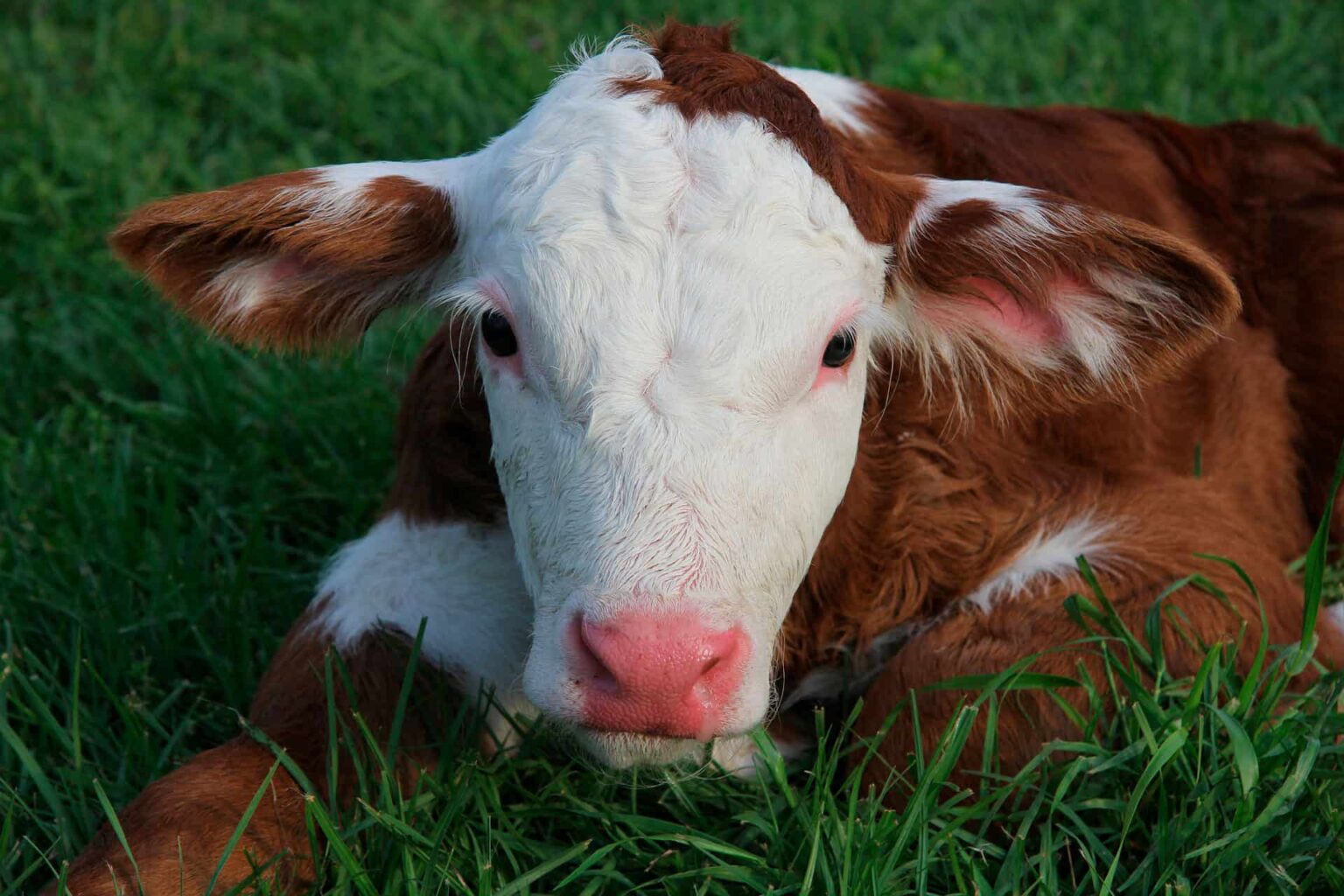 Joven le regala un becerro a su enamorada el 14 de febrero
