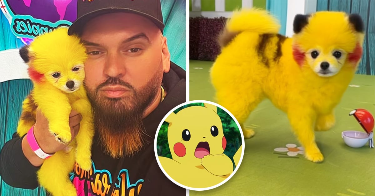 Man shows off his dog painted as Pikachu and ends up fined - World ...