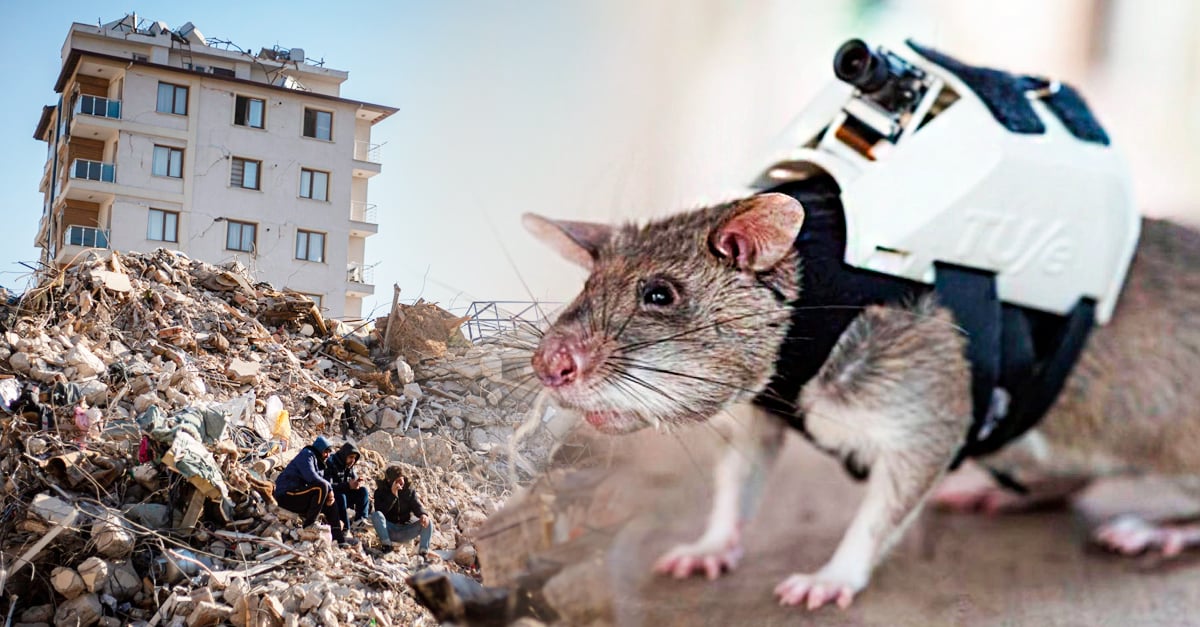Trained rats help locate survivors under rubble in Turkey - World Stock ...