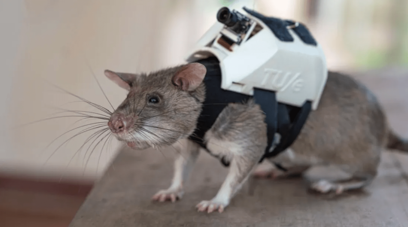 Ratas amaestradas y equipadas se unen a labores de rescate