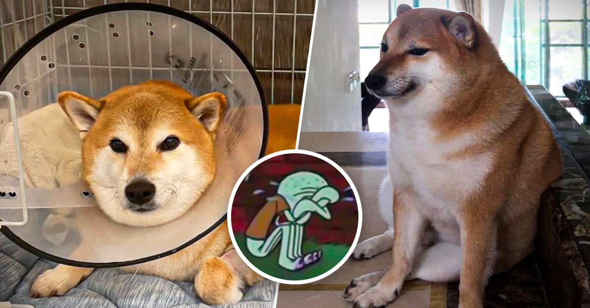 'Cheems', the puppy of memes, is very serious and his owner fears the ...